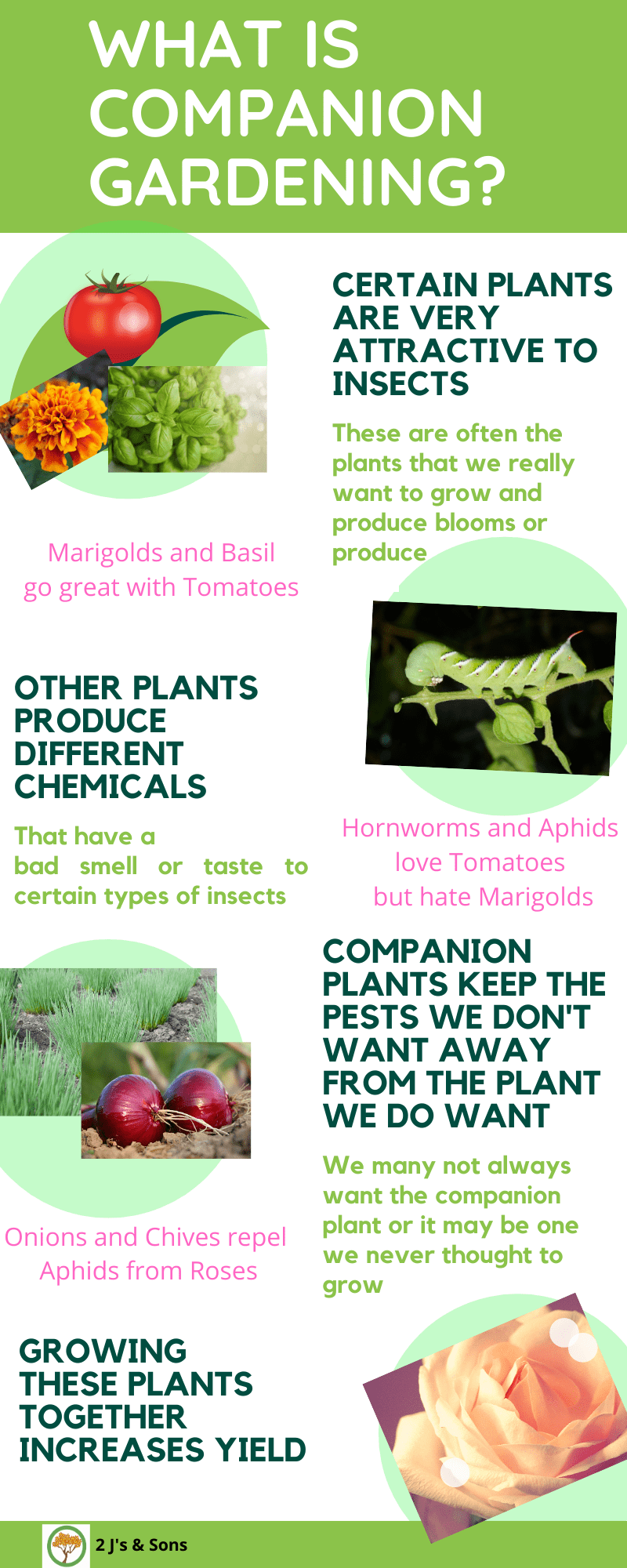 How To Start Companion Gardening For A Healthier More Natural