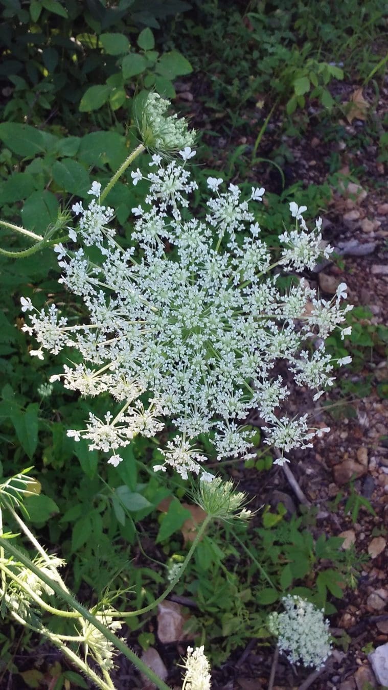 Why Plant Native? Native plants are important to every ecosystem.