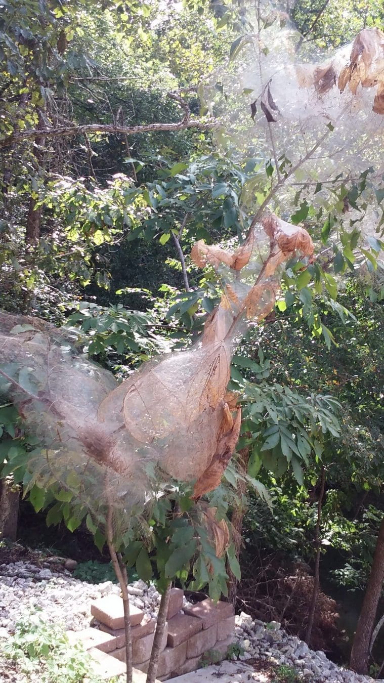 Fall Webworm Identification and Prevention 2 J's & Sons