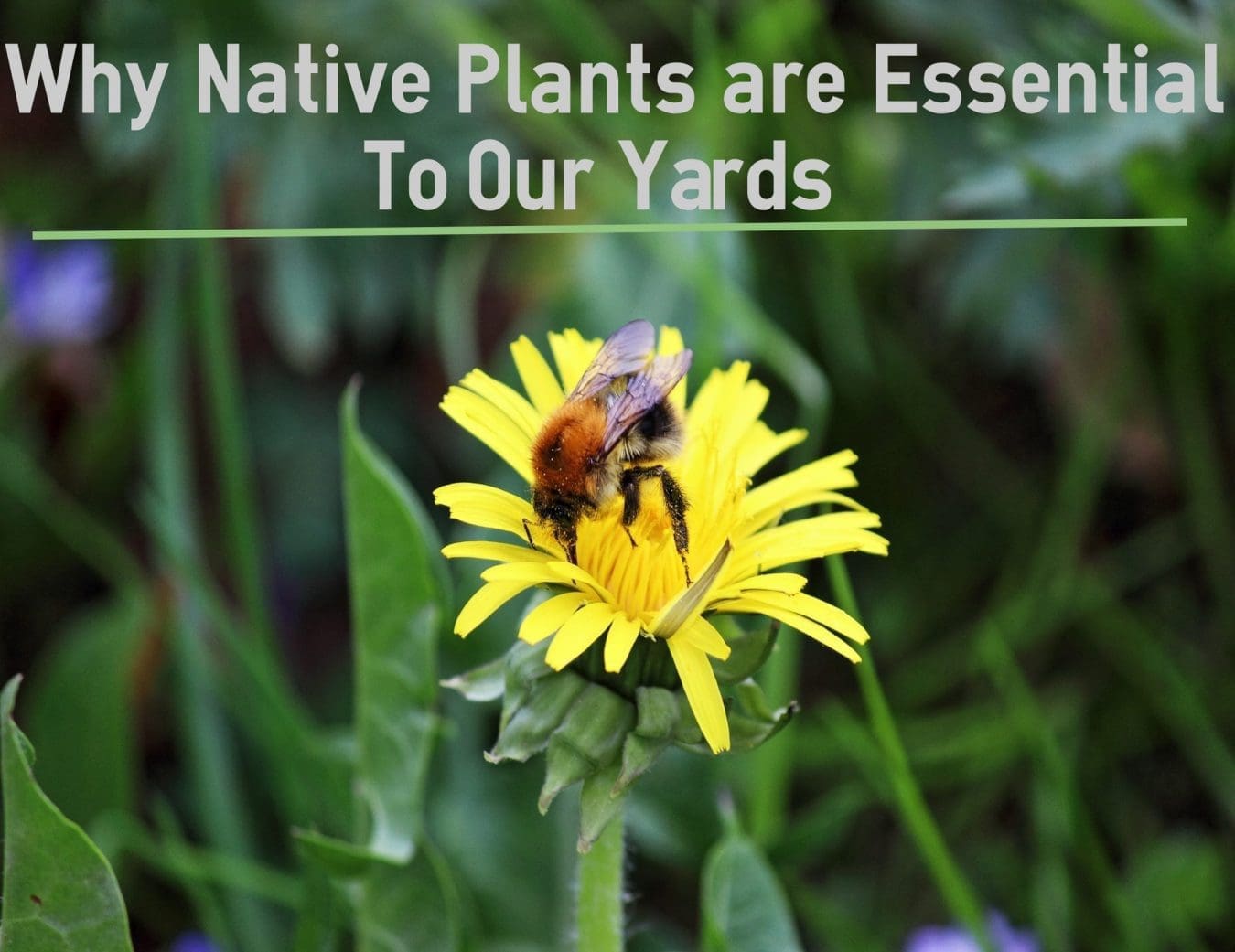 Why Plant Native? Native plants are important to every ecosystem.