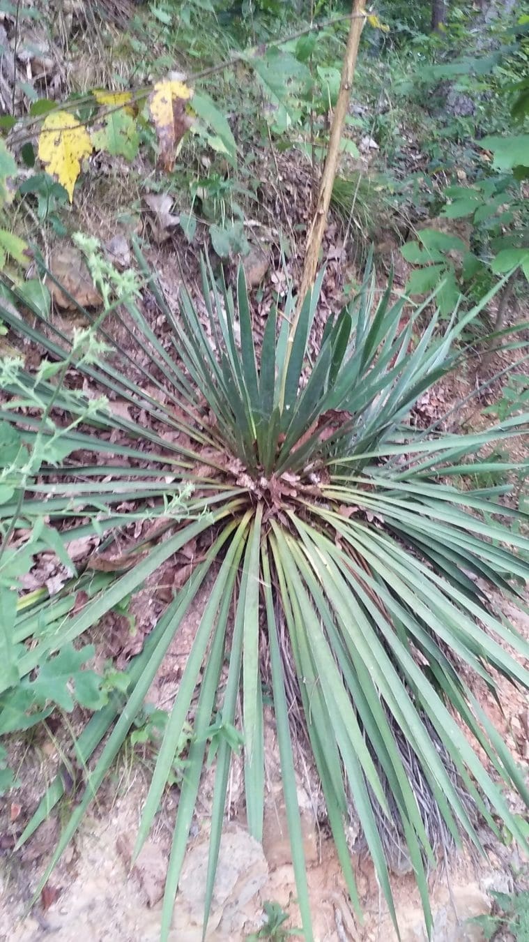 Yucca Arkansana, The Smallest Yucca Is Native To The Ozarks