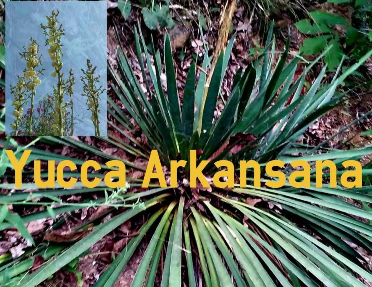 Yucca Arkansana, The Smallest Yucca Is Native To The Ozarks