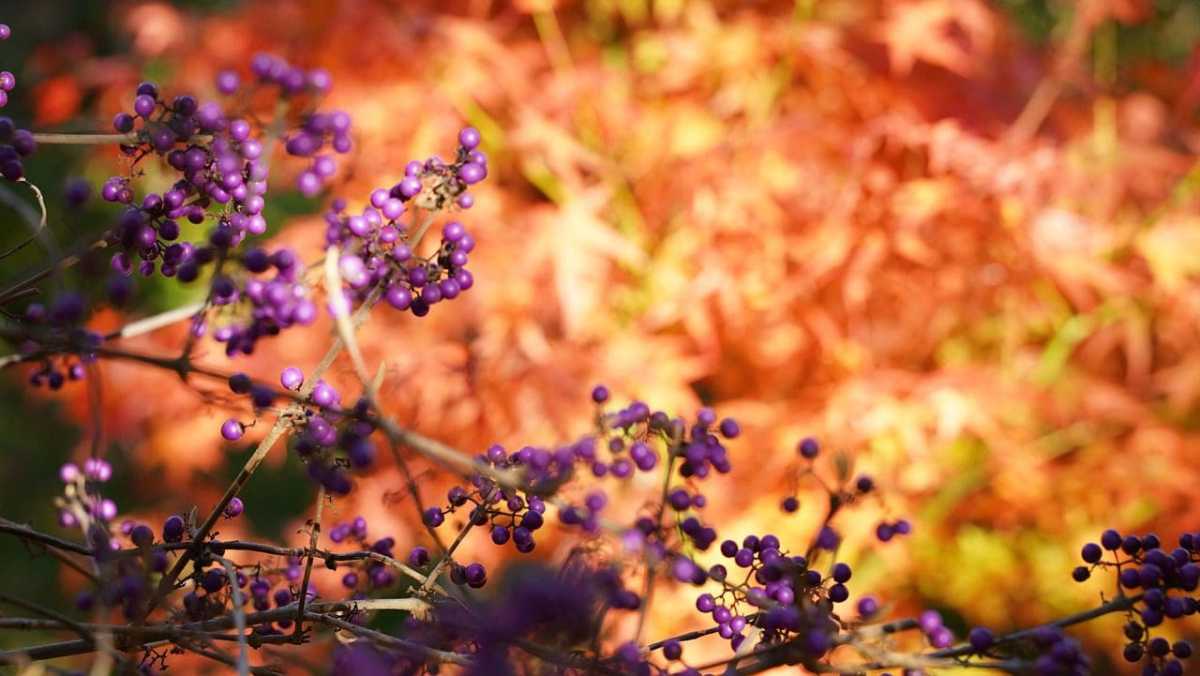 Native Shrub Choices For Northwest Arkansas, Southwest Missouri
