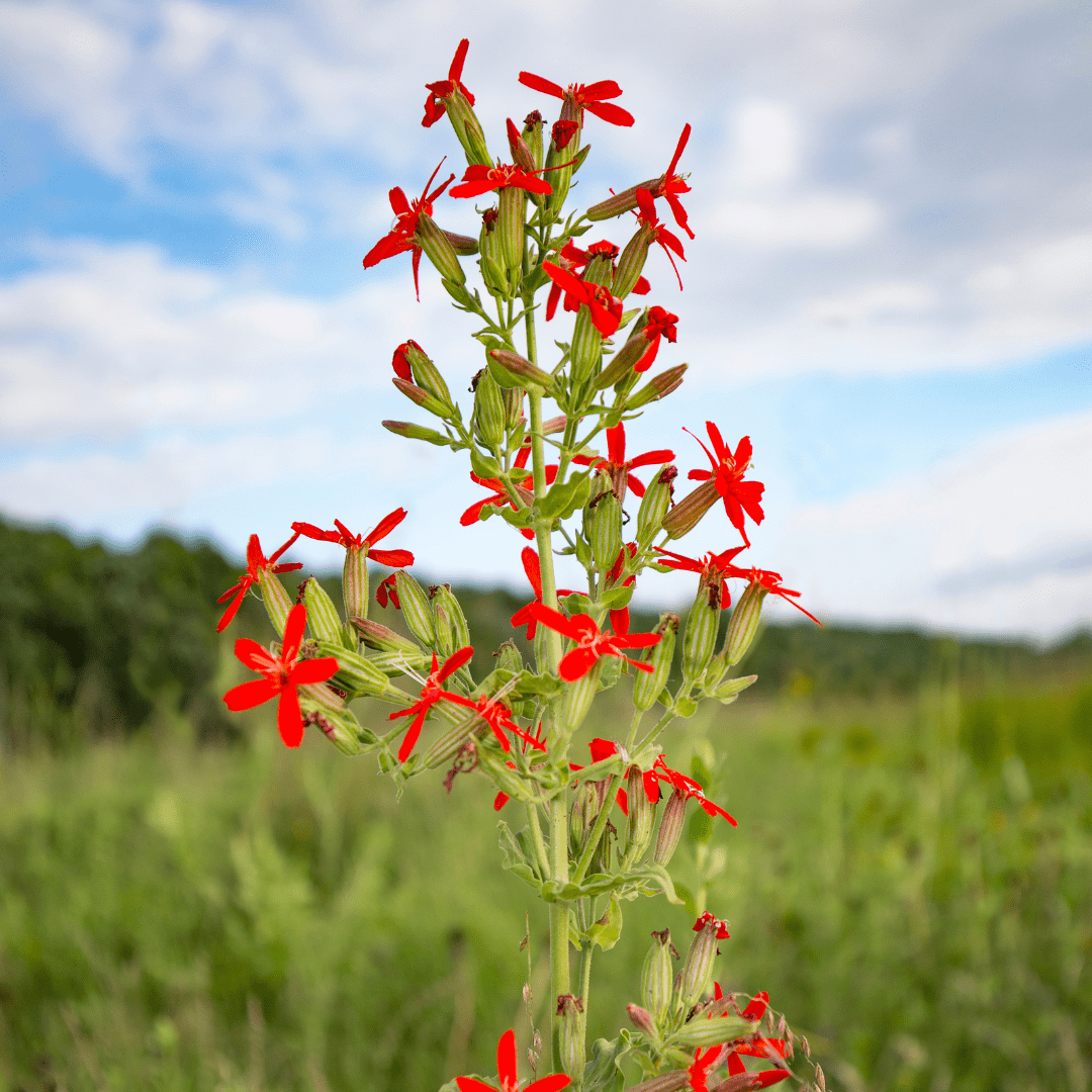 Silene regia Sims or Royal Catchfly | 2 J's & Sons