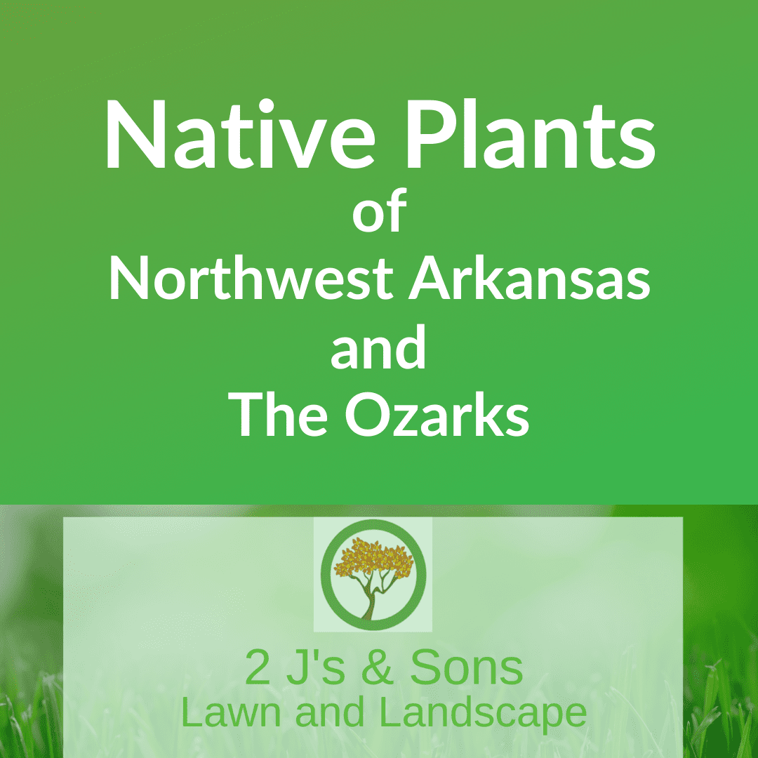 Native Plants For Northwest Arkansas and The Ozarks